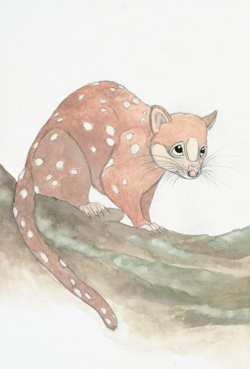 QUOLL CARD – Inside Home & Gifts