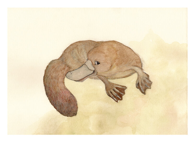 PLATYPUS CARD – Inside Home & Gifts